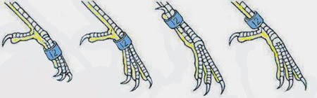 Anilhando Canários - Passo a Passo - Canários Belga - Criação ...